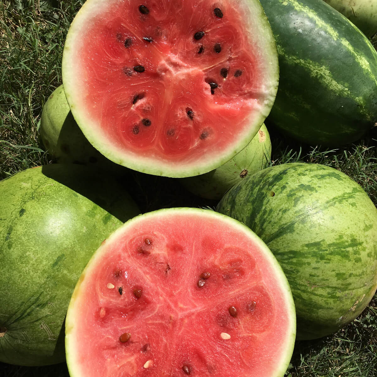 Watermelon: Navajo Red Seeded (20, 50, or 100 seeds) | The Buffalo Seed ...