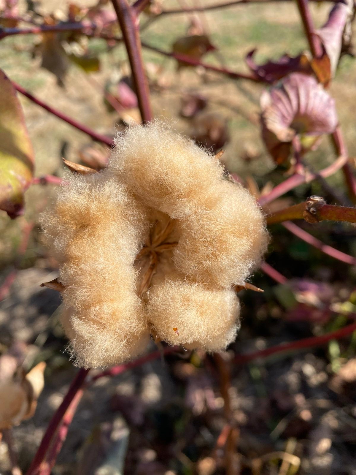 Cotton: Sea Island Brown (25, 50, or 100 seeds) | The Buffalo Seed Company