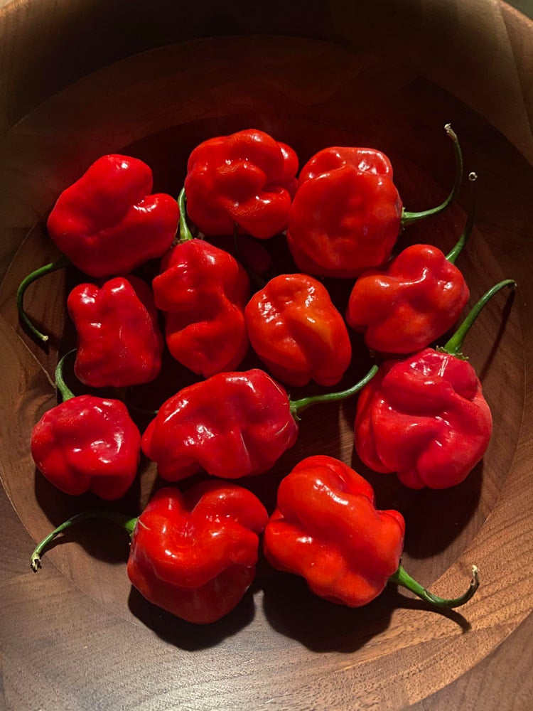 Pepper (Hot): Big Jamaican Red (10 seeds) | The Buffalo Seed Company