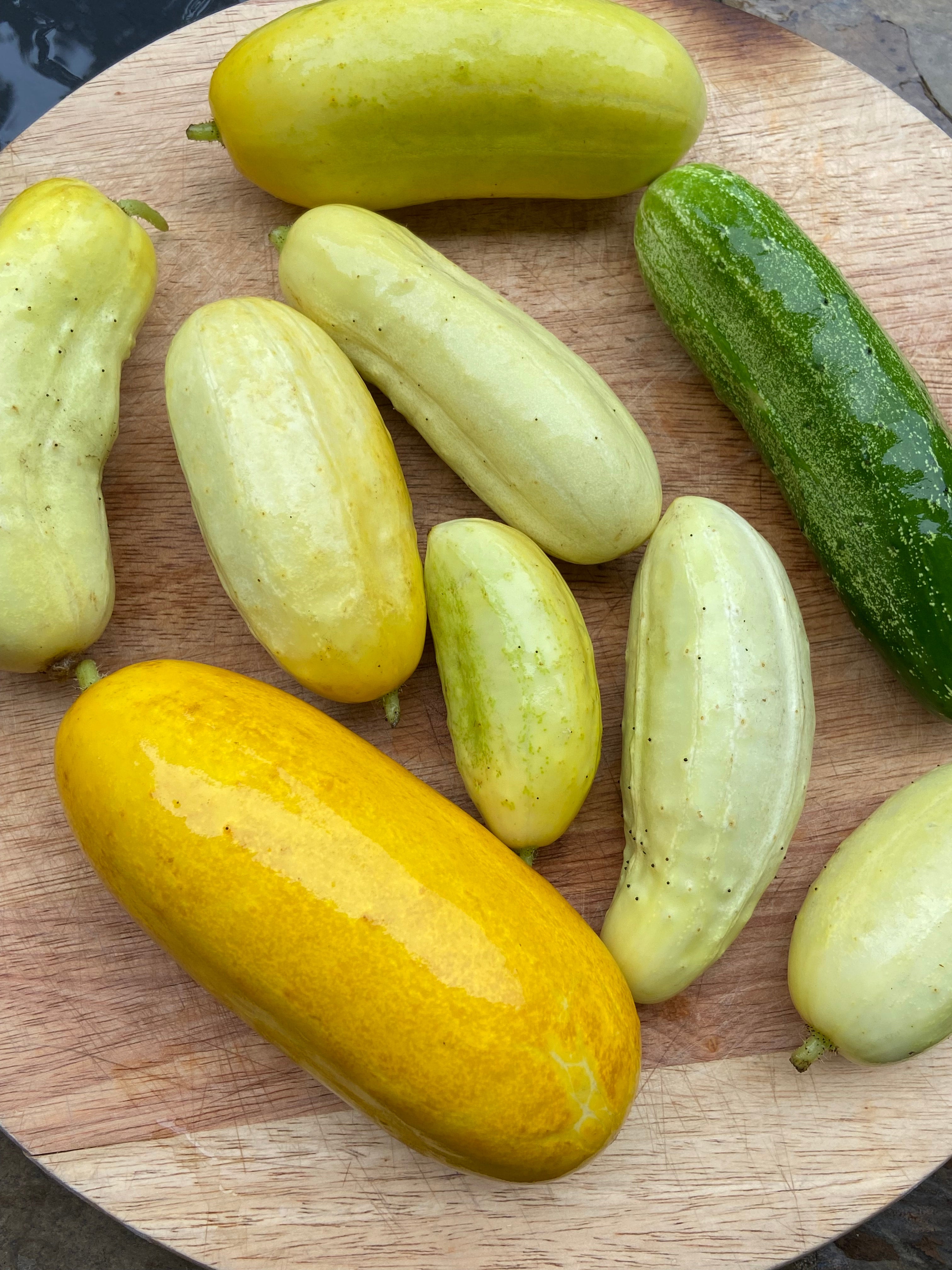 Cucumber: Yellow Select (25 or 50 seeds) | The Buffalo Seed Company