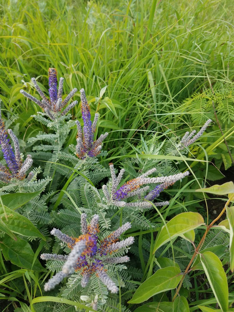 Native (Kansas) Wildflower: Lead Plant (50 seeds) | The Buffalo Seed ...