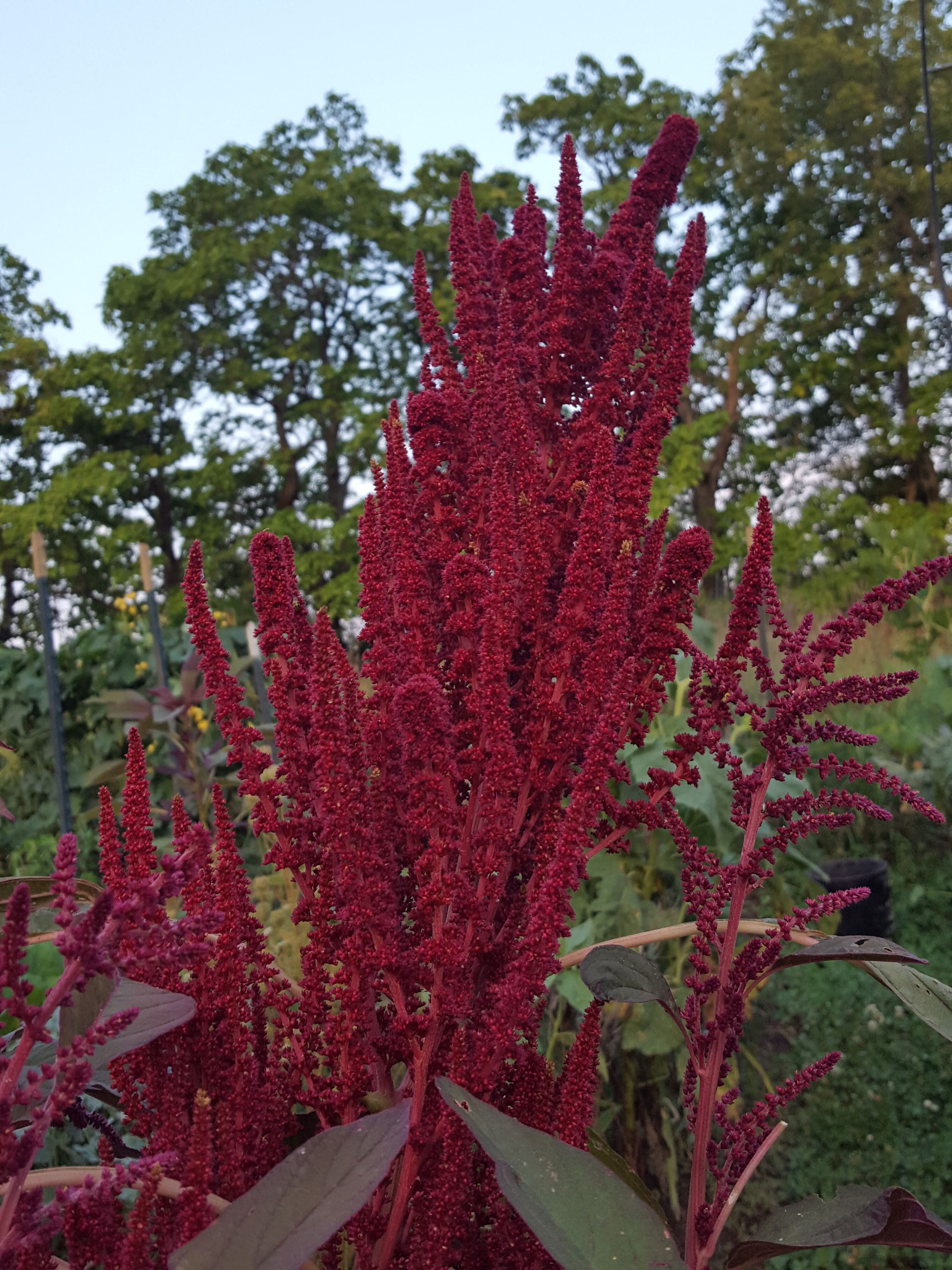 Amaranth: Red Spike (100, 250, or 500 seeds) | The Buffalo Seed Company