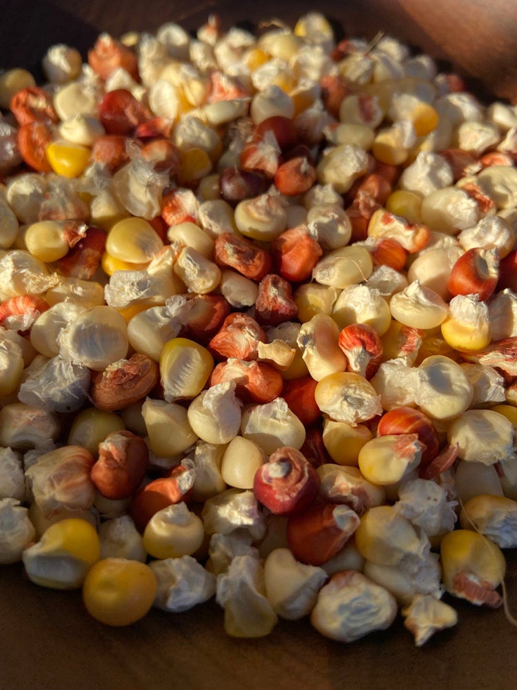 A Lofthouse Seed Set: 28 Varieties (1615 seeds) | The Buffalo Seed Company