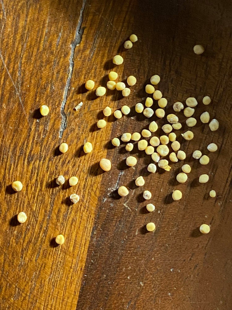 A Lofthouse Seed Set: 28 Varieties (1615 seeds) | The Buffalo Seed Company