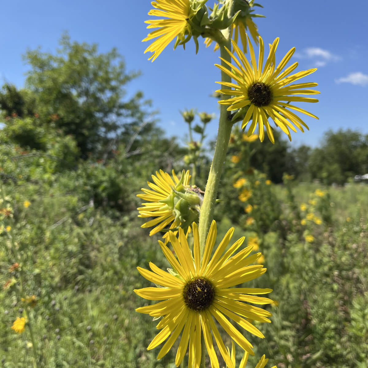 The Buffalo Seed Company