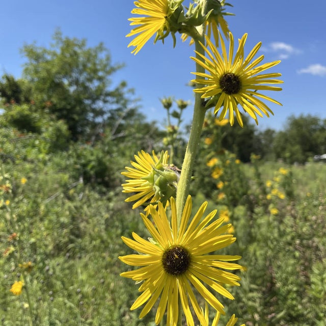 The Buffalo Seed Company