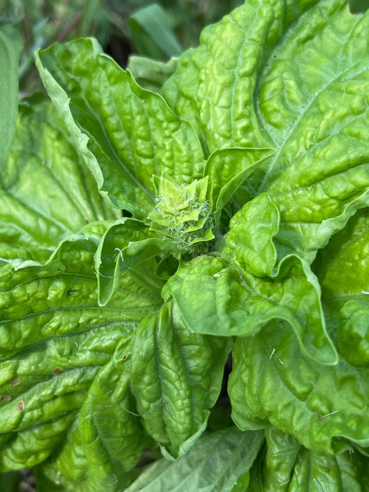 Basil: Grex (100, 250, or 500 seeds) | The Buffalo Seed Company