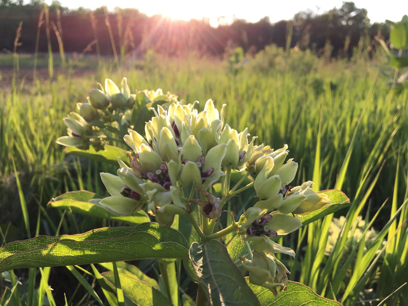 Native (Kansas) Wildflower: Spider Milkweed (20 seeds) | The Buffalo ...