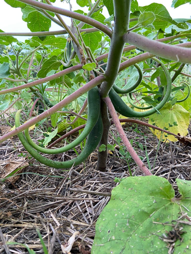 Devil's Claw: Tucson Multi-Claw (20 or 50 seeds) | The Buffalo Seed Company