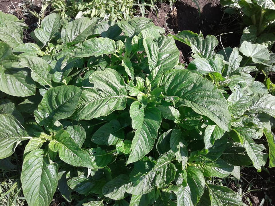 Amaranth: Jamaican Callaloo (100, 250, or 500 seeds) | The Buffalo Seed ...