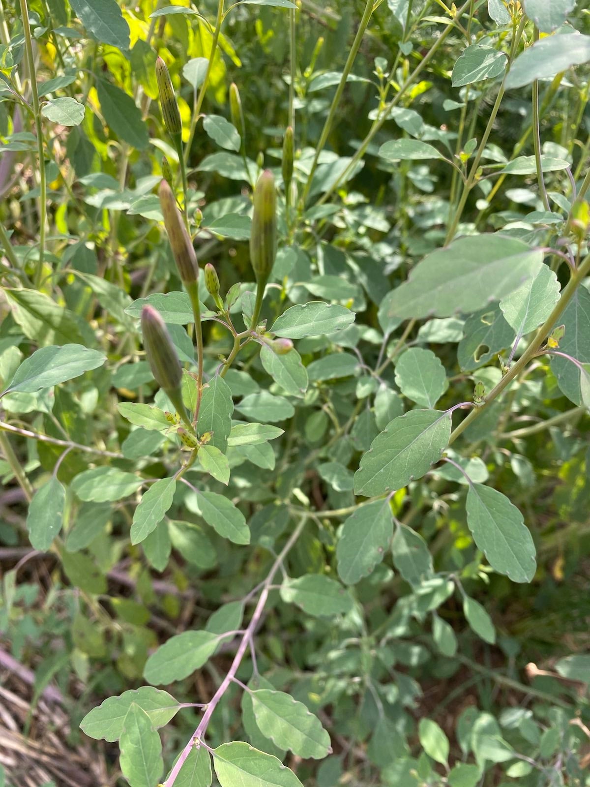 Quilquina: Bolivian (20 or 50 seeds) | The Buffalo Seed Company