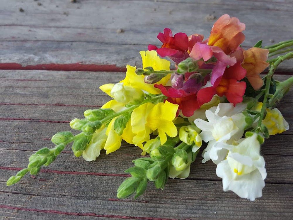 Snapdragon: Tall Deluxe (100 seeds) | The Buffalo Seed Company