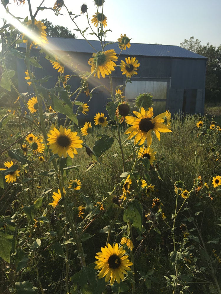 Native (Kansas) Wildflower: Wild Sunflower (50 seeds) | The Buffalo ...