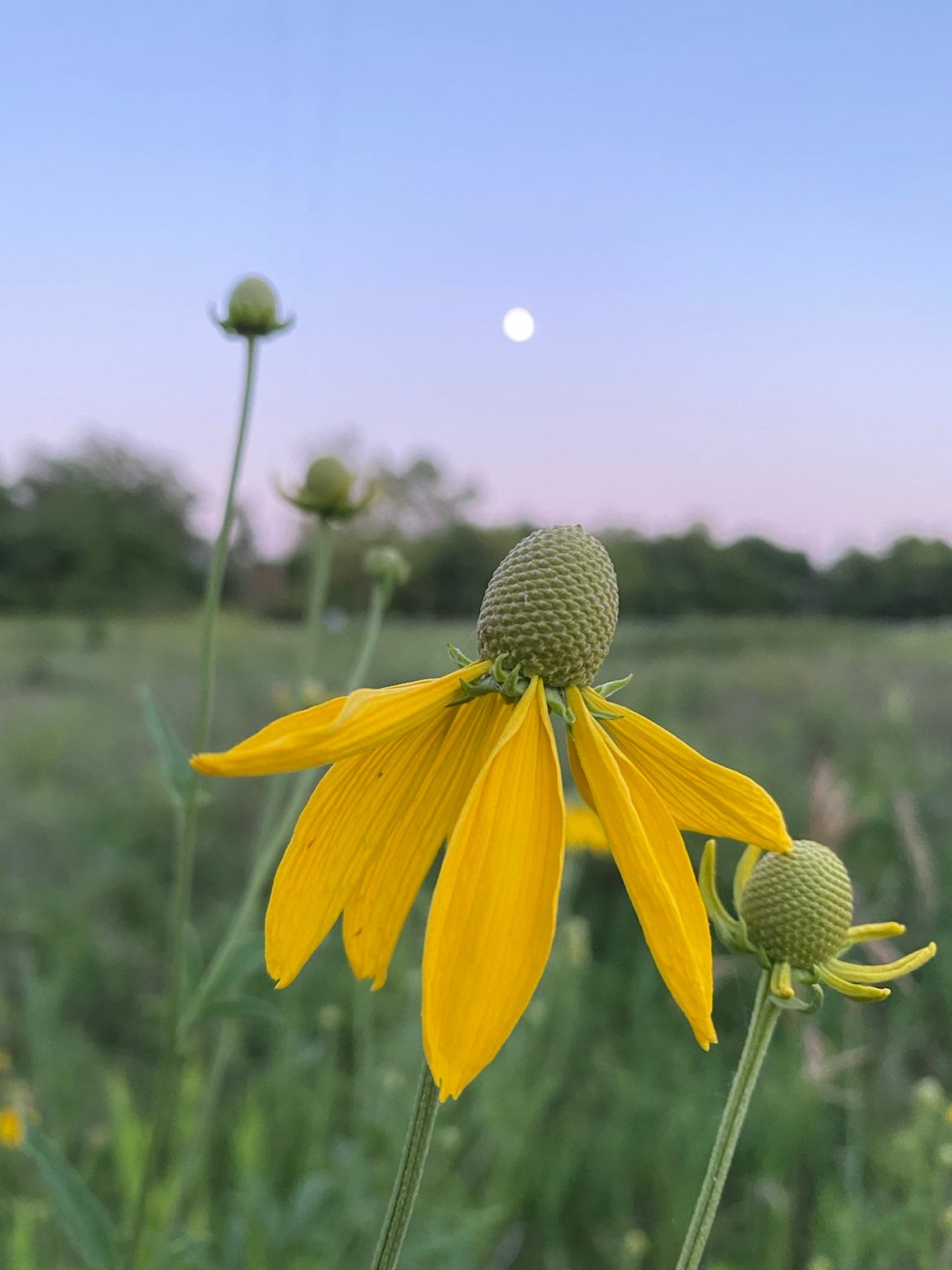 Native (Kansas) Wildflower: Grayhead Prairie Coneflower (100 seeds ...