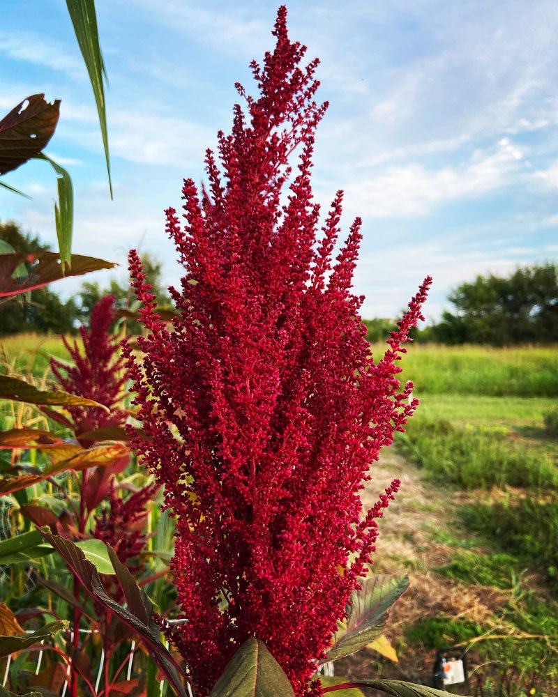 Amaranth: Red Garnet (100, 250, or 500 seeds) | The Buffalo Seed Company
