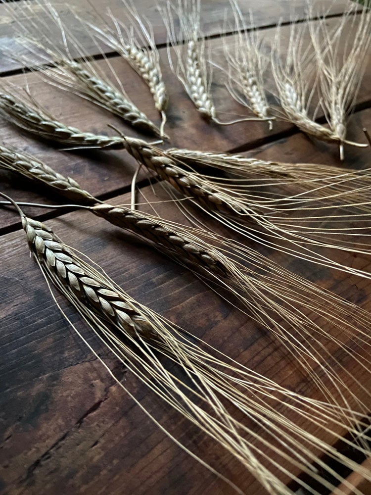 Wheat (Emmer): Armenian Landrace (50 seeds) | The Buffalo Seed Company