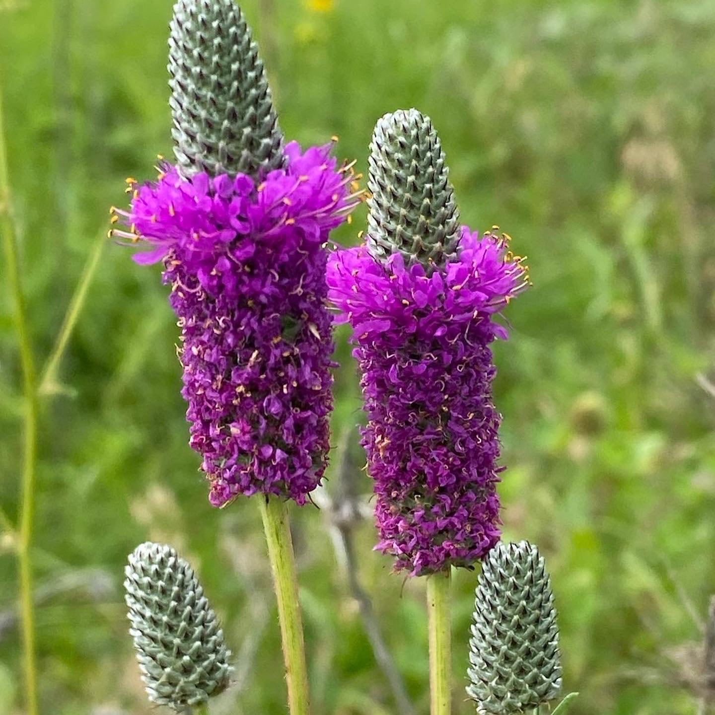 Native (Kansas) Wildflower: Purple Prairie Clover (100 seeds) | The ...