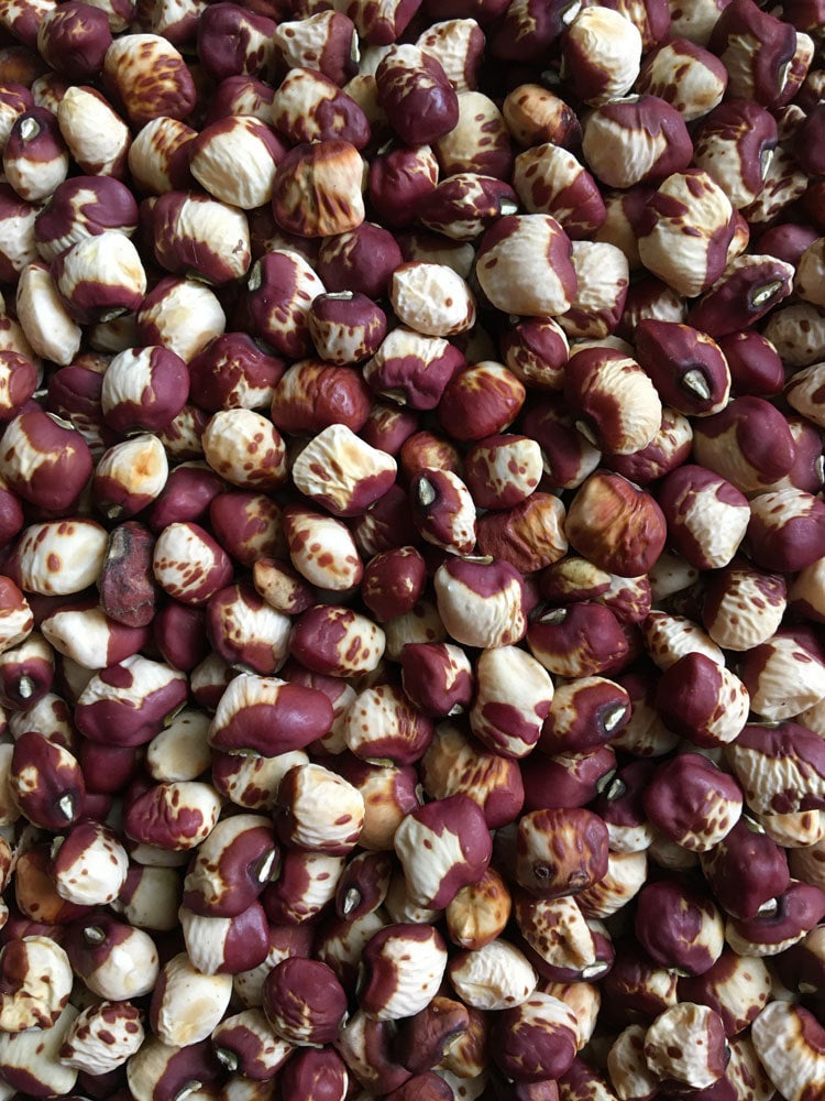 Cowpea: Hog Brain (25, 60, or 200 seeds) | The Buffalo Seed Company