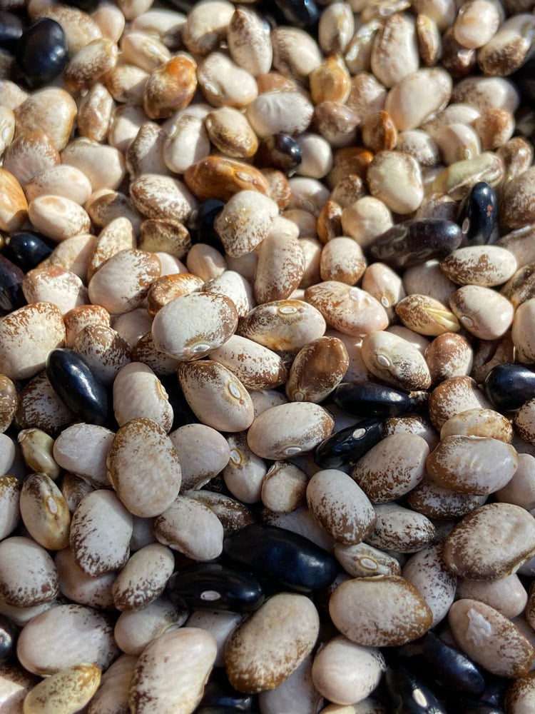 Bean (Common): Mayflower Return (25 seeds) | The Buffalo Seed Company