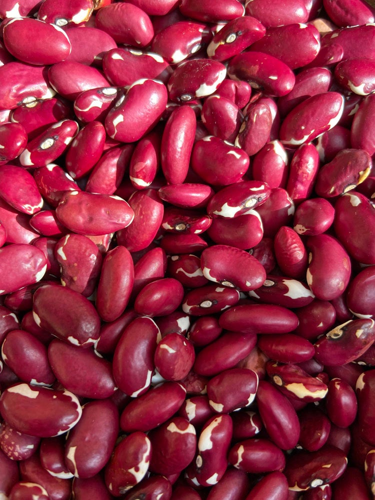 Bean (Common): New Mexican Dry (25 or 80 seeds) | The Buffalo Seed Company