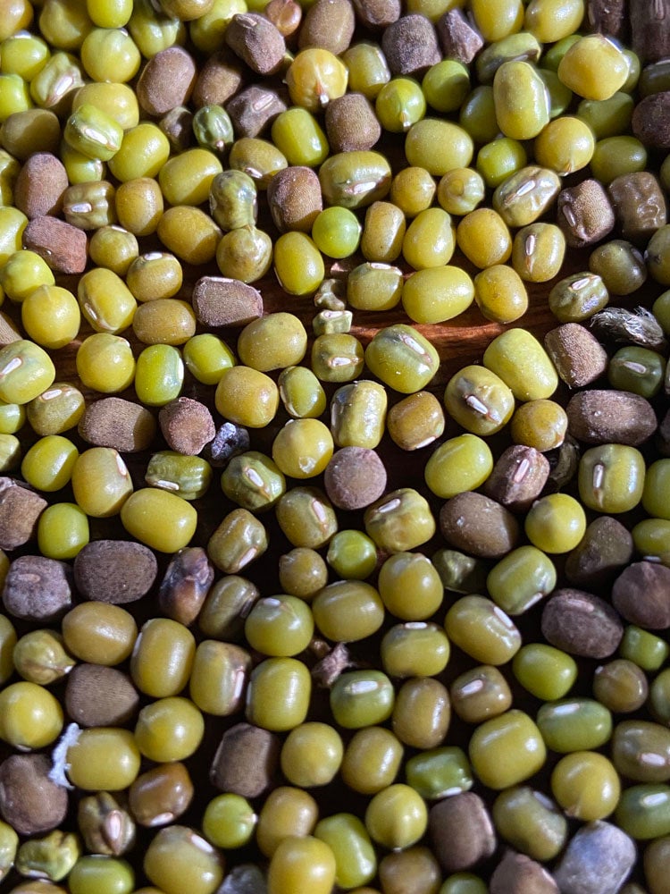 Mung Bean: Iranian (25 seeds) | The Buffalo Seed Company