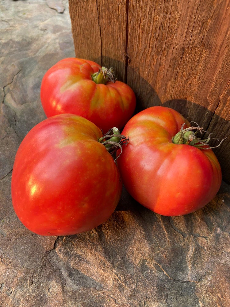Tomato (Slicer): Ox Heart (25 seeds) | The Buffalo Seed Company