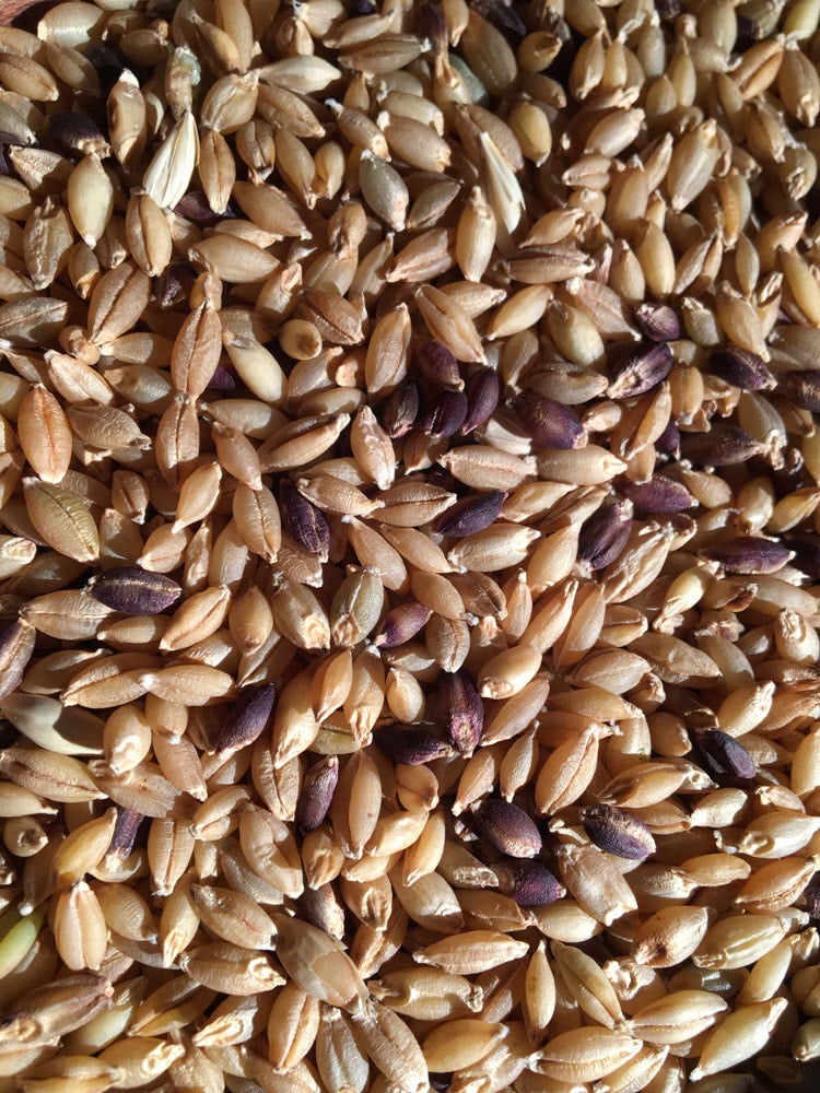 Barley: Evolutionary Barley (50 or 100 seeds) | The Buffalo Seed Company