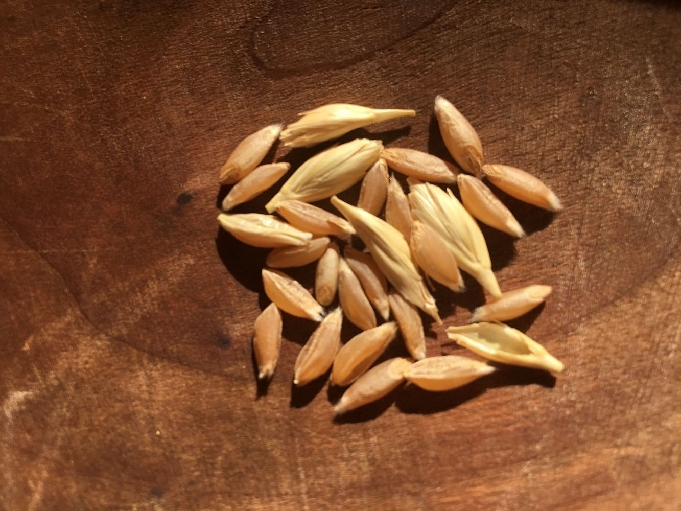 Wheat (Emmer): Italian Landrace (50 seeds) | The Buffalo Seed Company