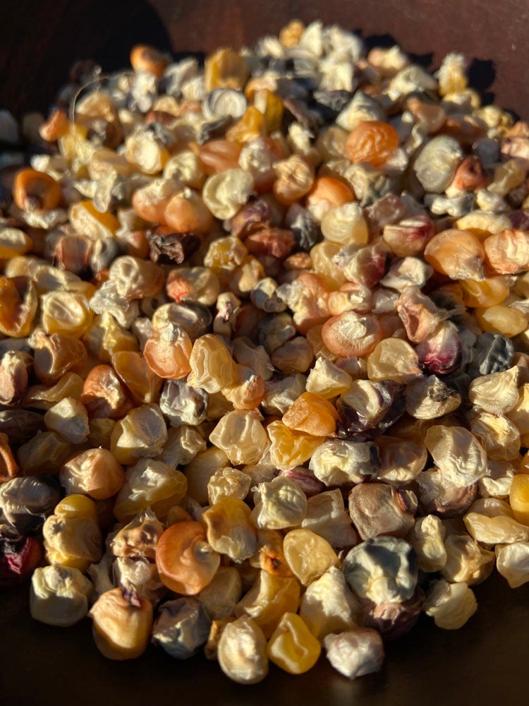 Maize (Sweet): Astronomy (50 or 100 seeds) | The Buffalo Seed Company