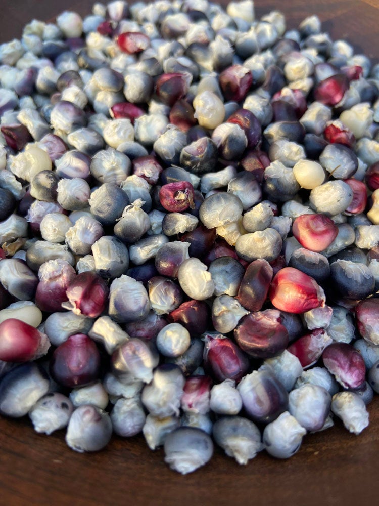 Maize (Flour): Pueblo Blue (50 or 100 seeds) | The Buffalo Seed Company