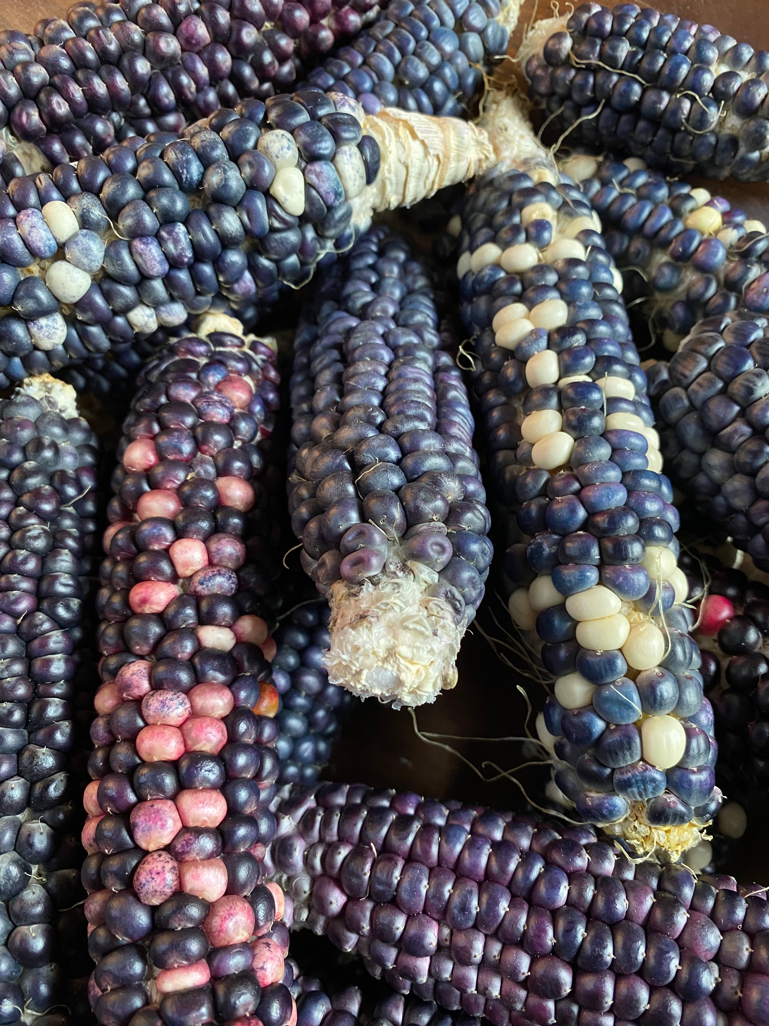 Maize (Flour): Pueblo Blue (50 or 100 seeds) | The Buffalo Seed Company