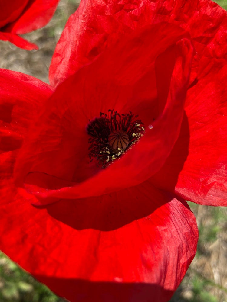 Poppy: Common Mix (250 seeds) | The Buffalo Seed Company