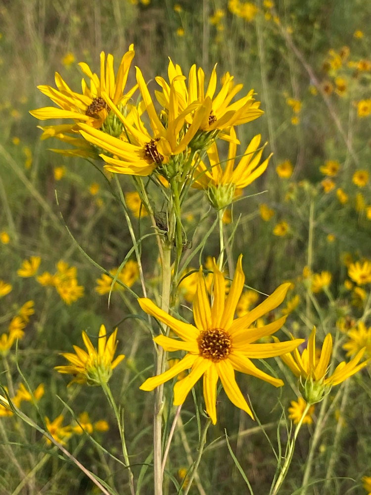 Native (Kansas) Wildflower: Willow-Leaf Sunflower (50 seeds) | The ...