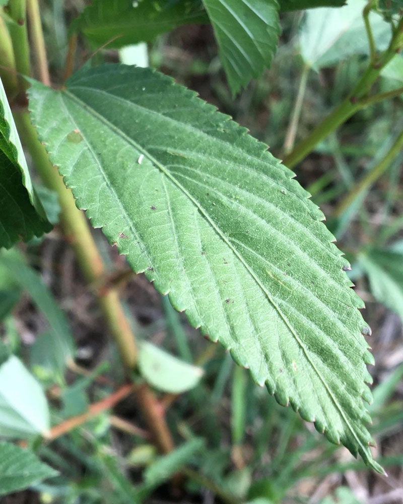 Egyptian Spinach | The Buffalo Seed Company