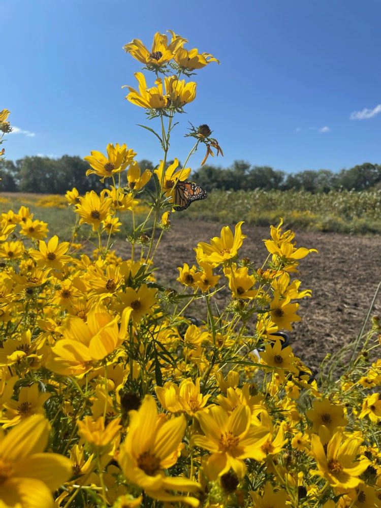 Native (Kansas) Wildflower: Tickseed Sunflower (50 seeds) | The Buffalo ...