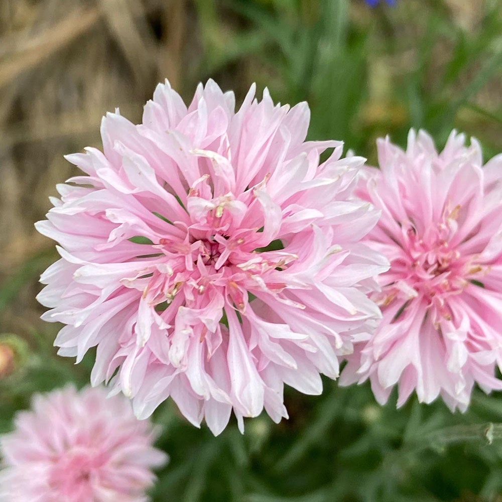 Bachelor's Button: Mix (100 seeds) | The Buffalo Seed Company