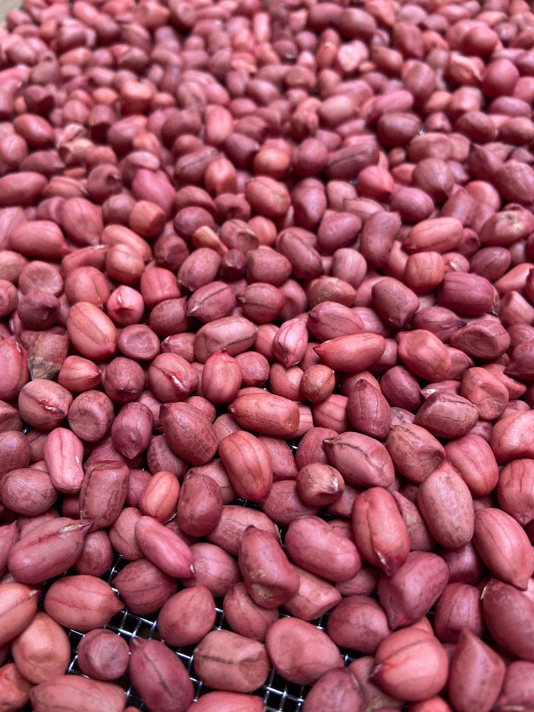 Peanut: Bolivian Escapee (25 seeds) | The Buffalo Seed Company