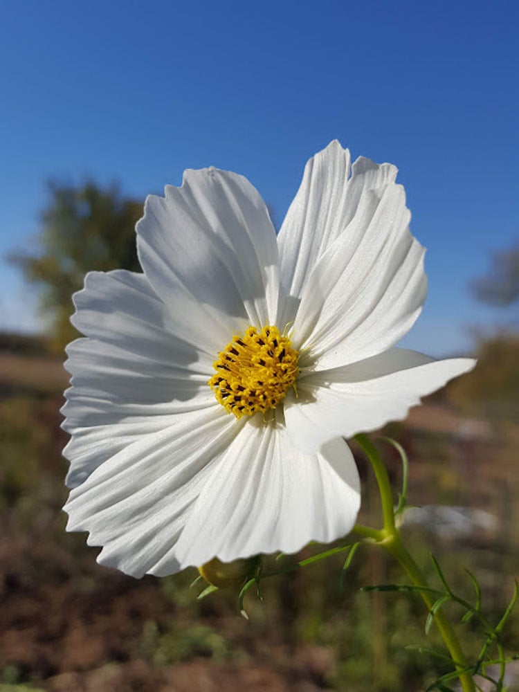Cosmos: Purity (40 seeds) | The Buffalo Seed Company