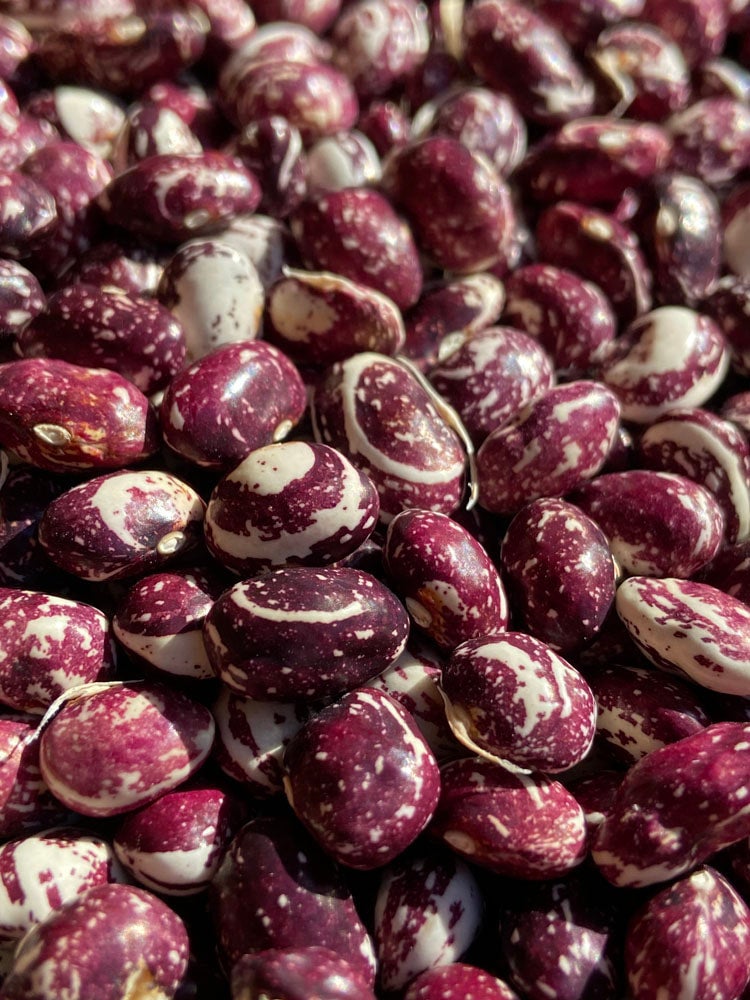Bean (Common): Bill Wheatley Fall (25 seeds) | The Buffalo Seed Company