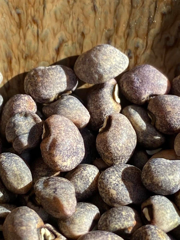 Cowpea: Tetapeche Gray Mottled (25, 60, or 200 seeds) | The Buffalo ...