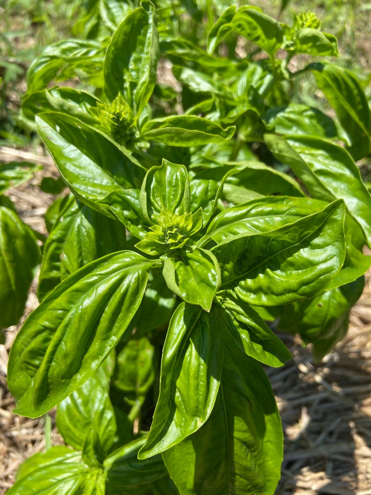 The Buffalo Seed Company