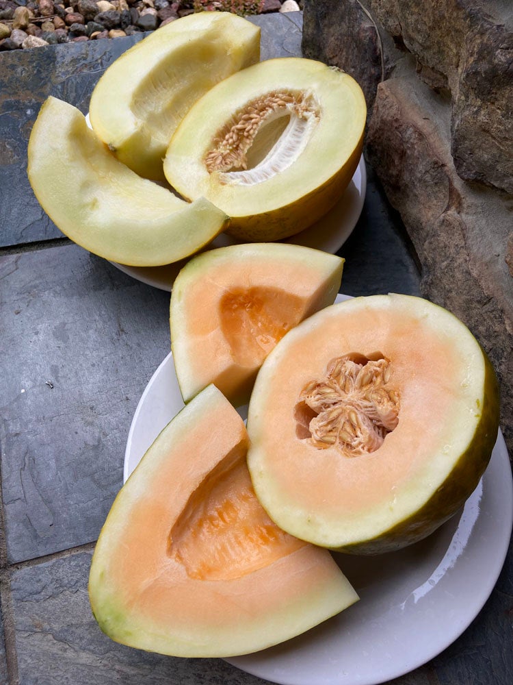 A Garden Set II: Ten Variety (710 seeds) | The Buffalo Seed Company