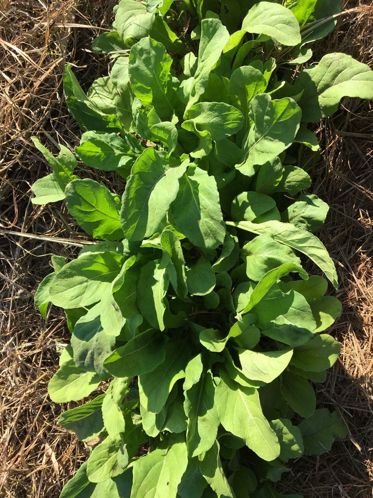 A Garden Set II: Ten Variety (710 seeds) | The Buffalo Seed Company