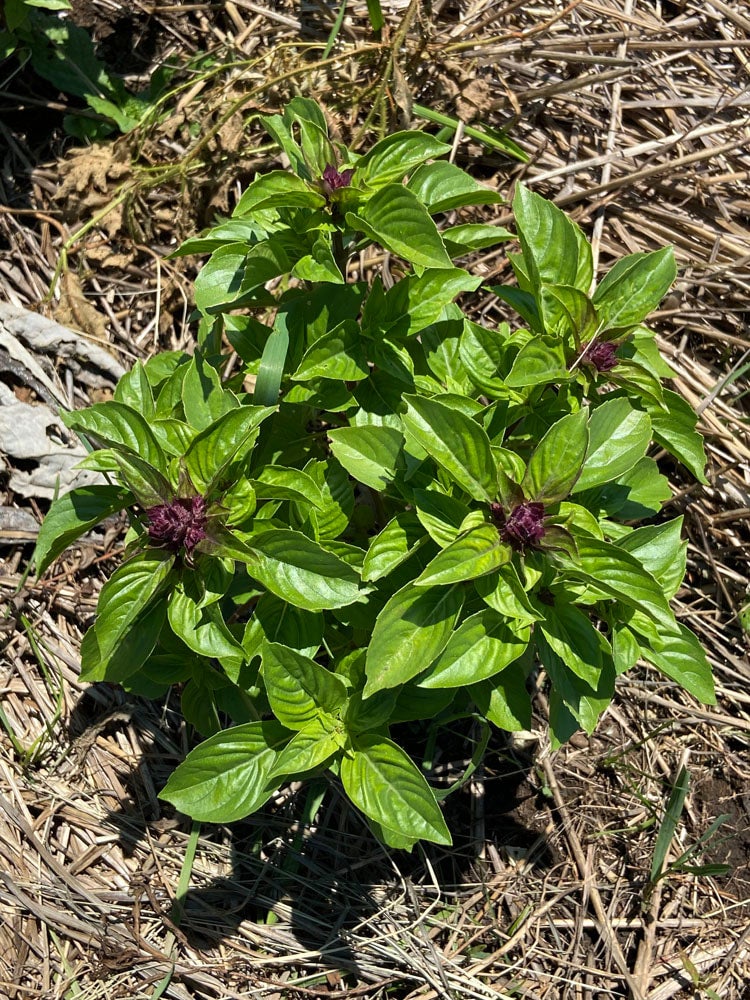 A Garden Herb Set: Five Variety (650 seeds) | The Buffalo Seed Company