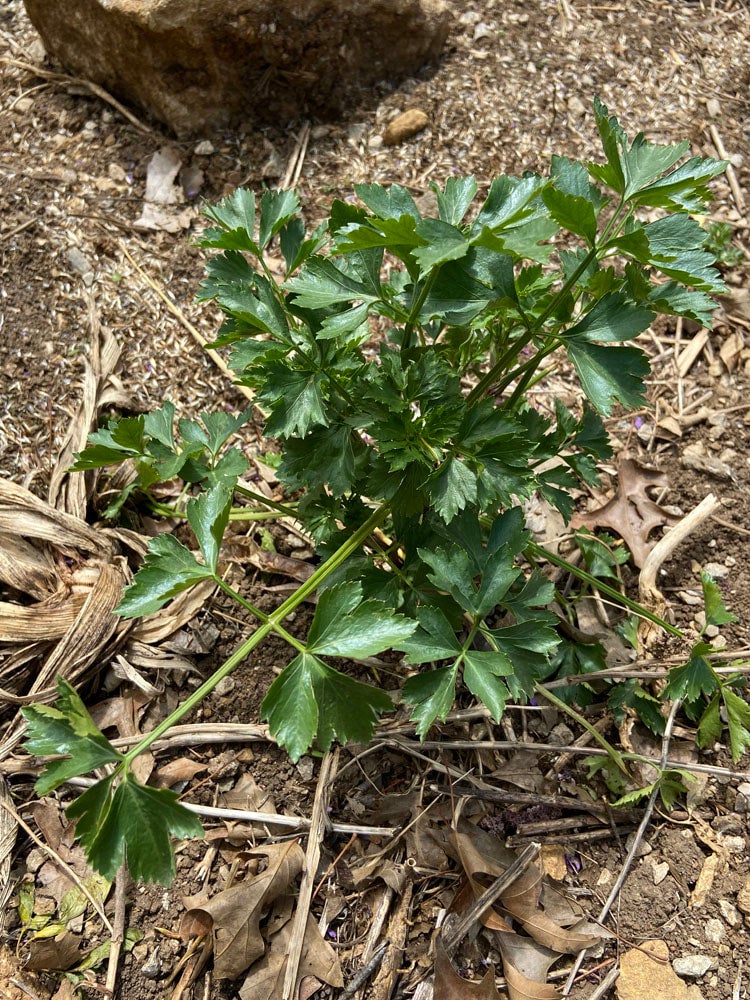 A Garden Herb Set: Five Variety (650 seeds) | The Buffalo Seed Company