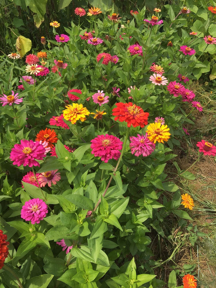 The Buffalo Seed Company