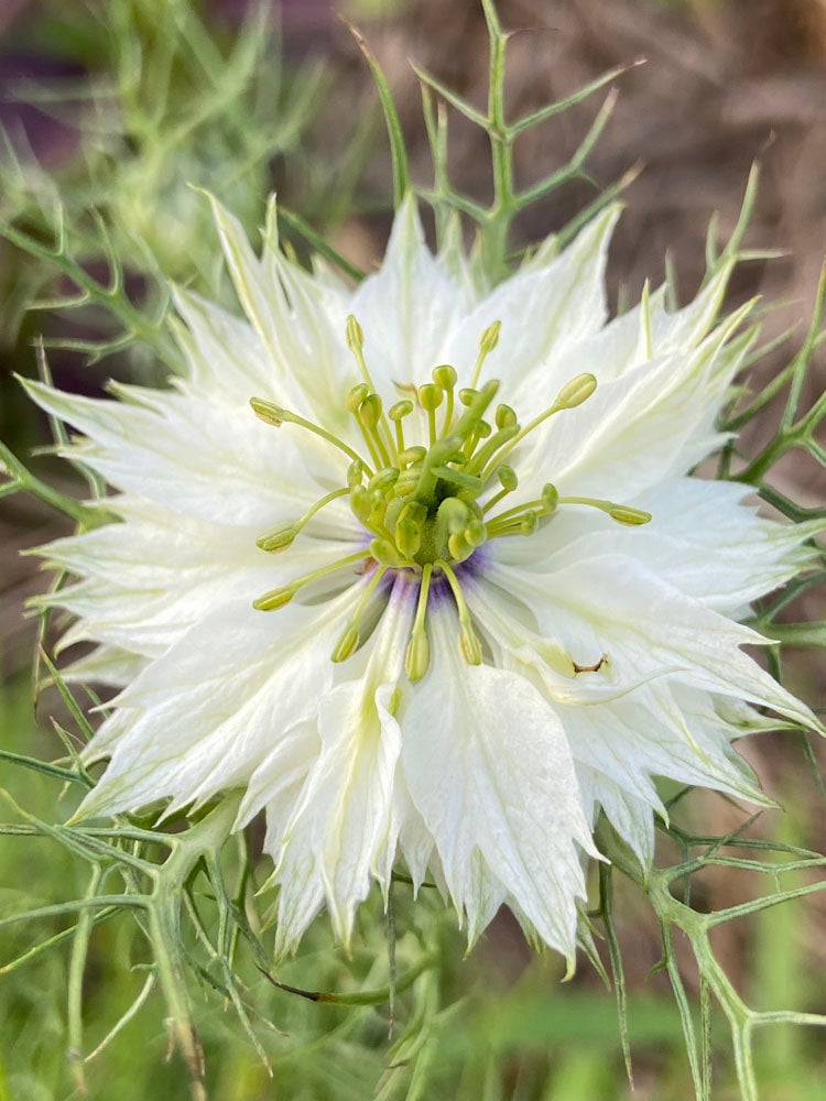 Seed Sets | The Buffalo Seed Company