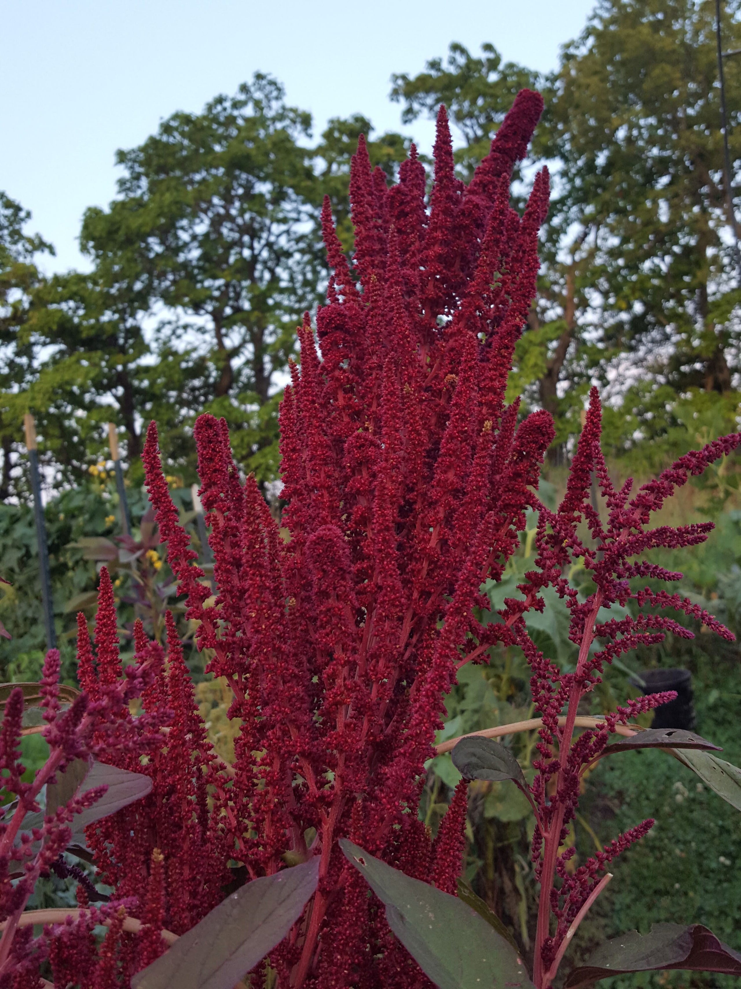 Amaranth: Red Spike (100, 250, or 500 seeds) | The Buffalo Seed Company