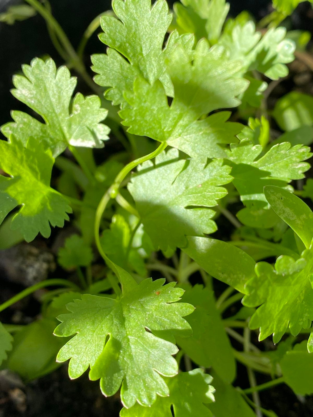 The Buffalo Seed Company