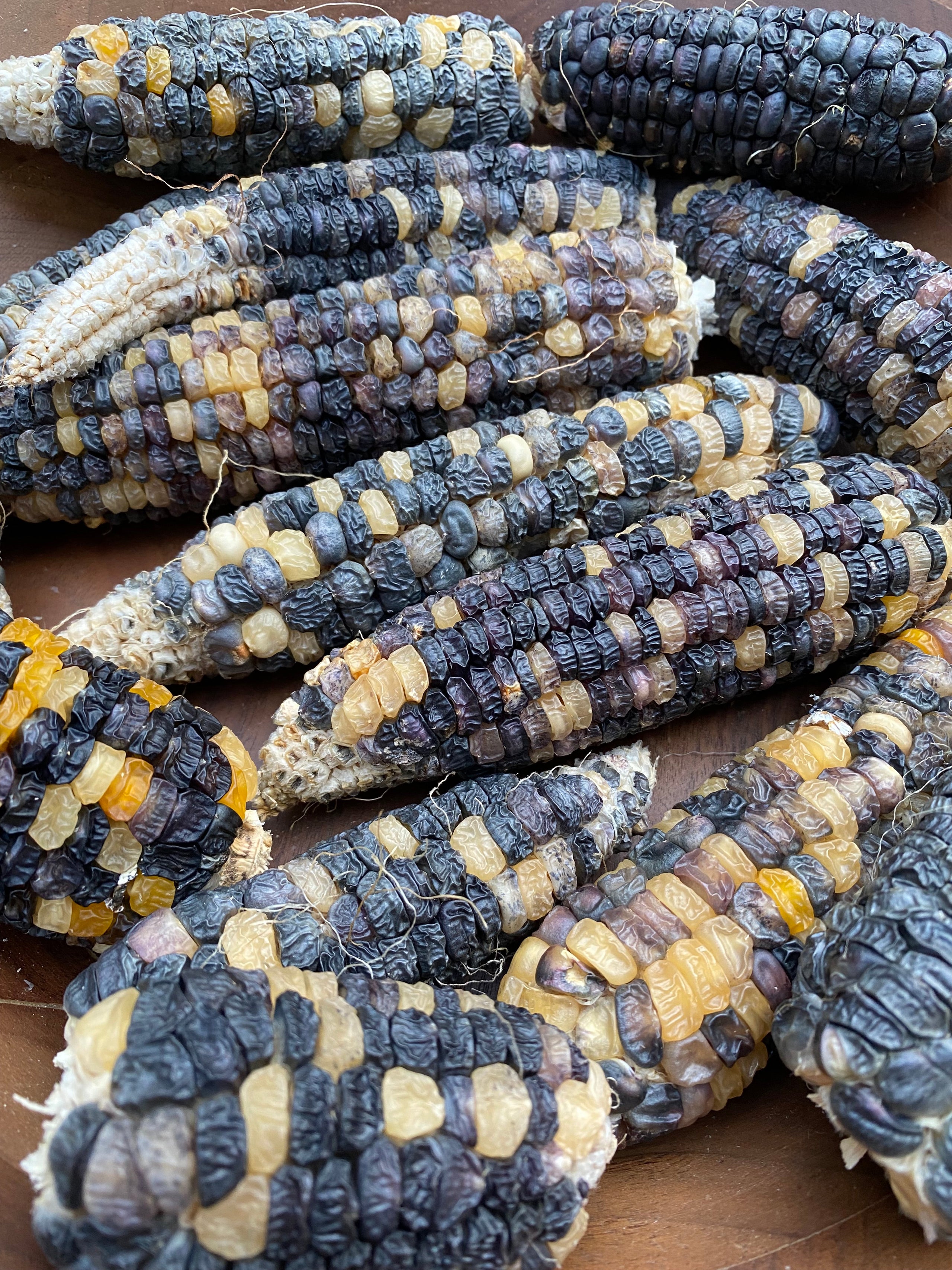 Maize (Sweet): Black Aztec Evolution (50 or 100 seeds) | The Buffalo ...